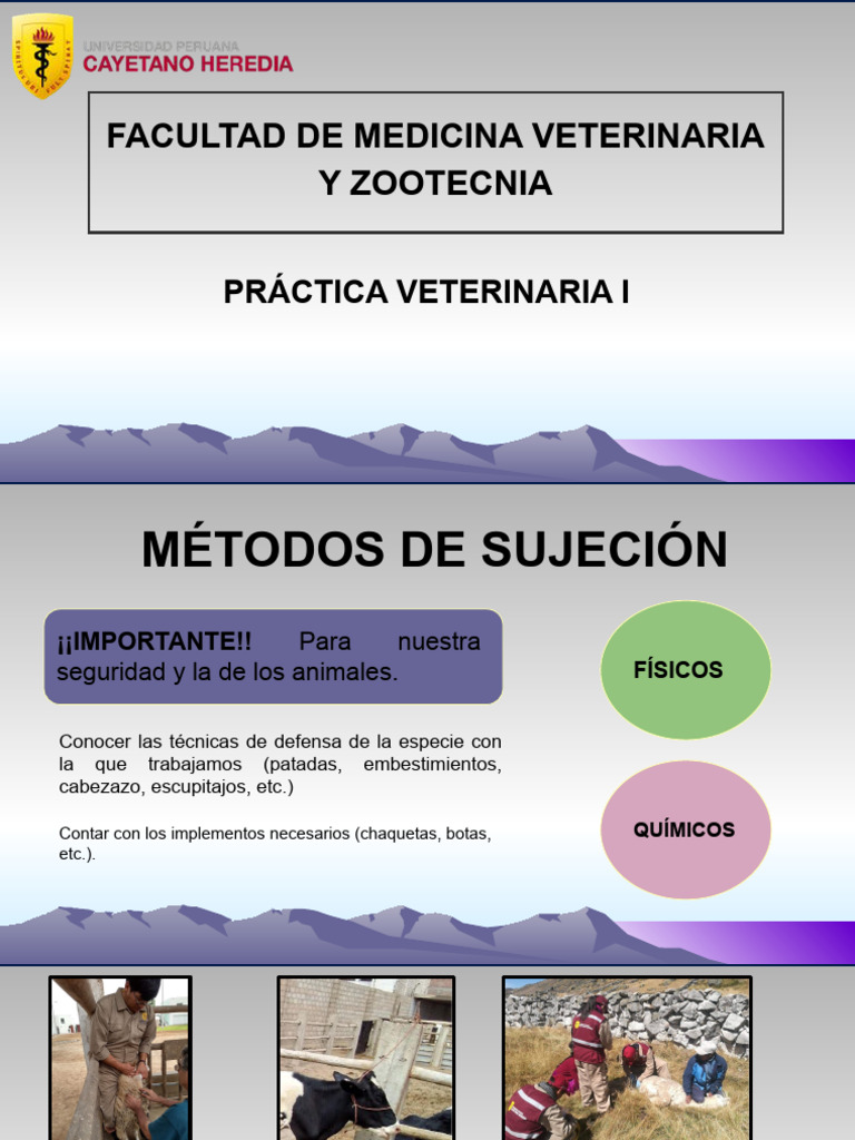 Practica Veterinaria 1 | PDF