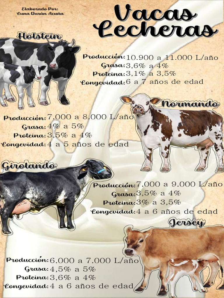 Infografia vacas lecheras | PDF