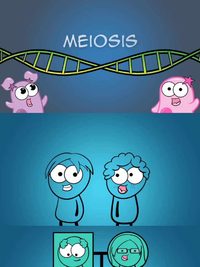 Meiosis I and II | PDF