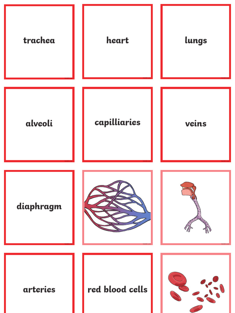 Circulatory System Organs Function Matching Game | PDF