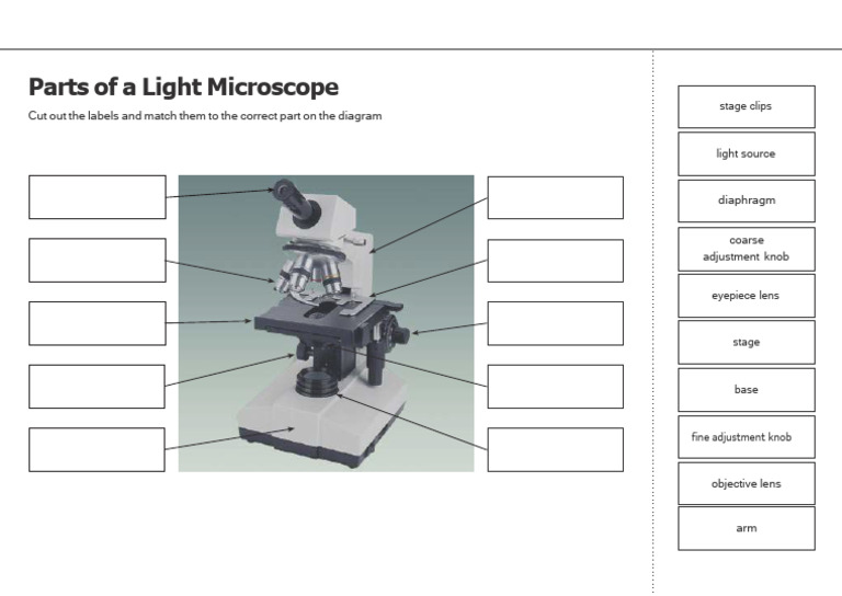 Parts of A Light Microscope Cut and Stick | PDF