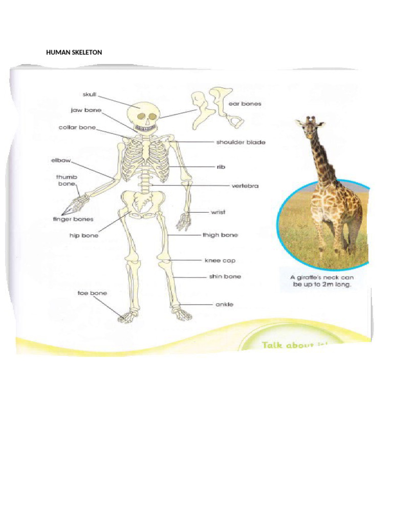 HUMAN SKELETON | PDF
