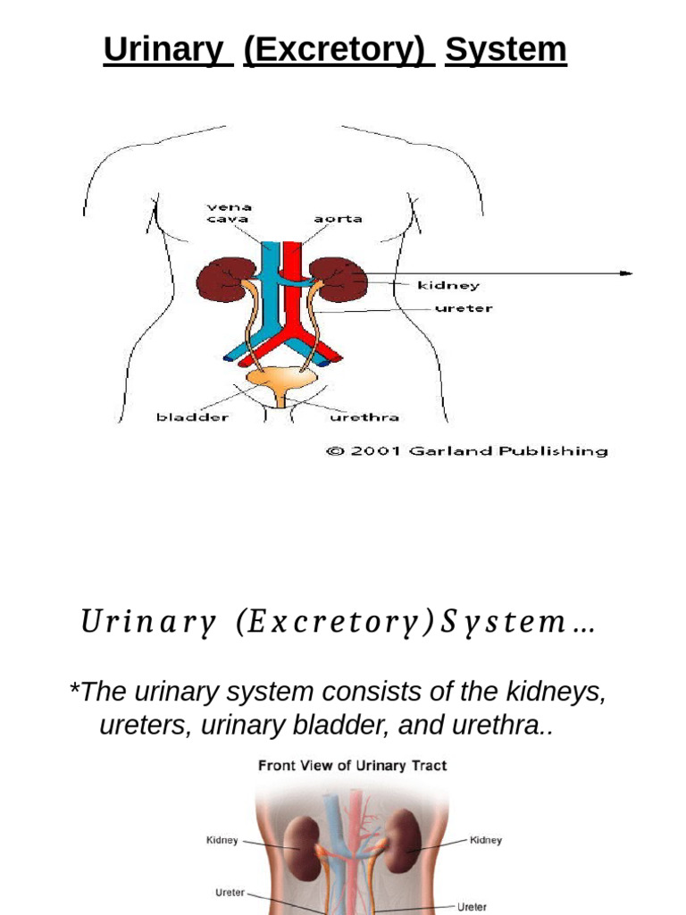 UNIT -8 the Excretory System | PDF