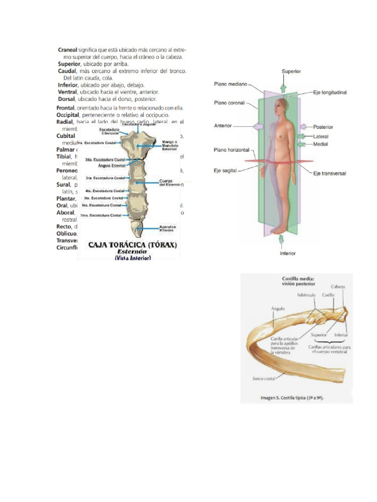 Resumen Anatomia 2 | PDF