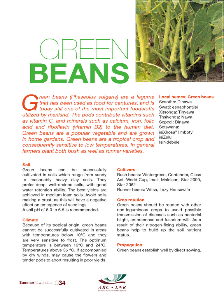 Growing Green Beans | PDF | Legume | Green Bean