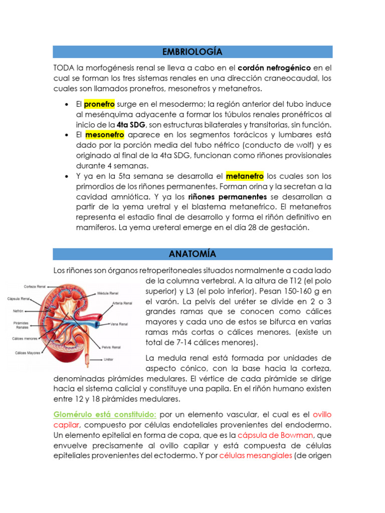 Repaso Nefro 1er Departamental | PDF | Kidney | Wellness