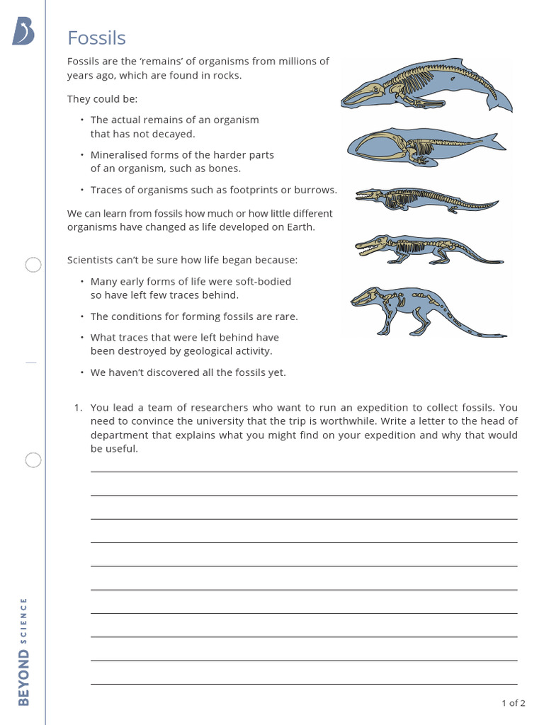 Fossils Worksheet | PDF
