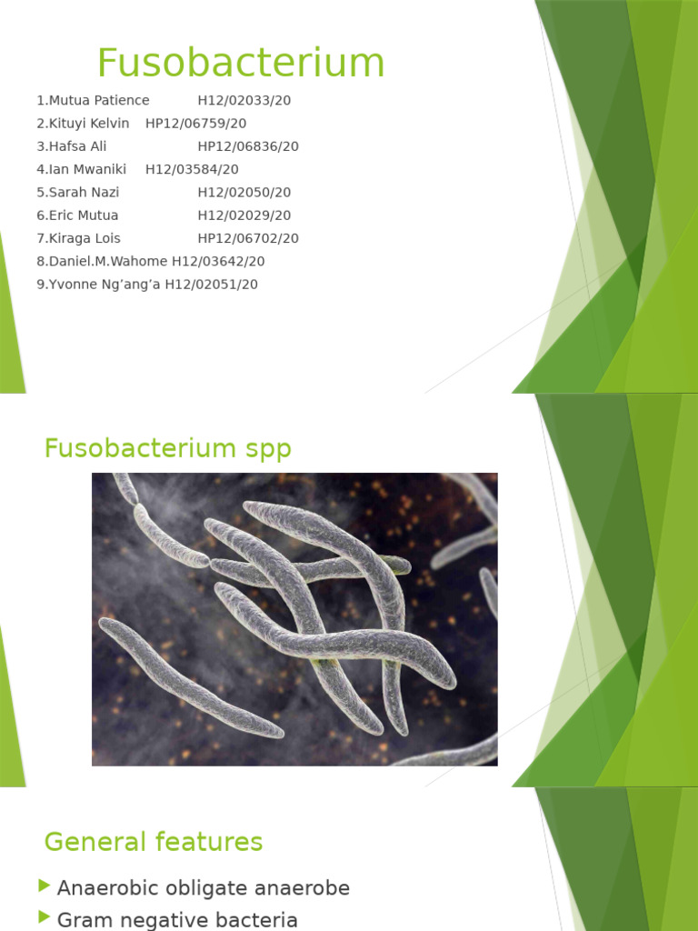 Fusobacterium presentation | PDF