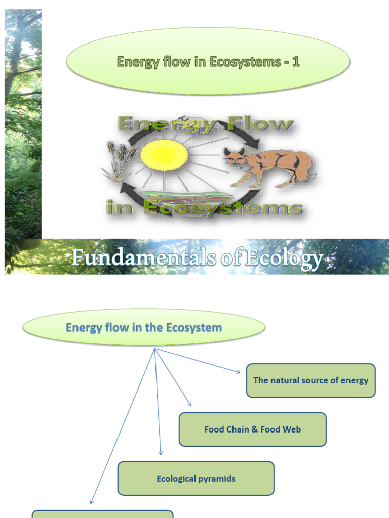 Energy Flow in Ecosystems - 3 PDF | PDF