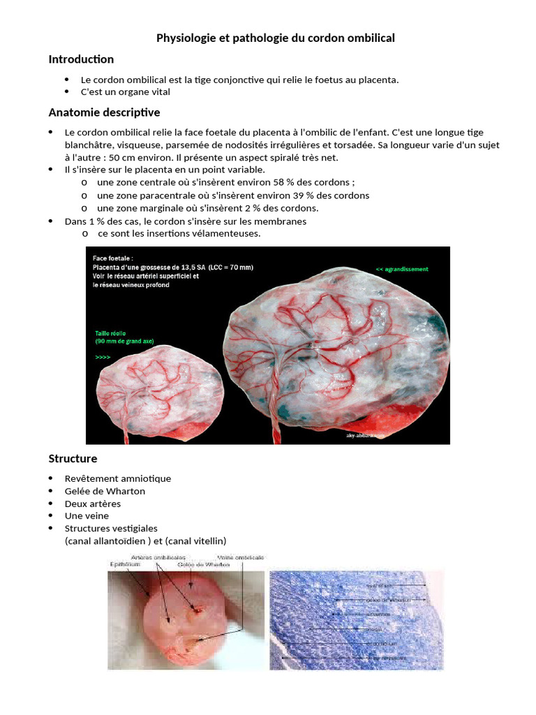 Anatomie et pathologie du cordon ombilical | PDF