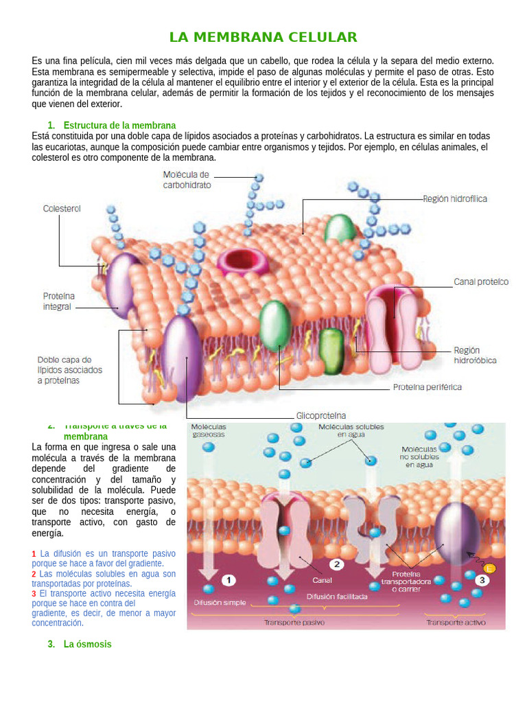 MEMBRANA CELULAR | PDF