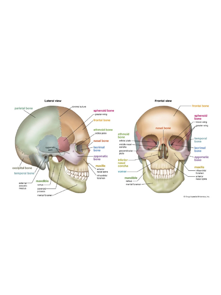 Head - Definition & Anatomy - Britannica | PDF