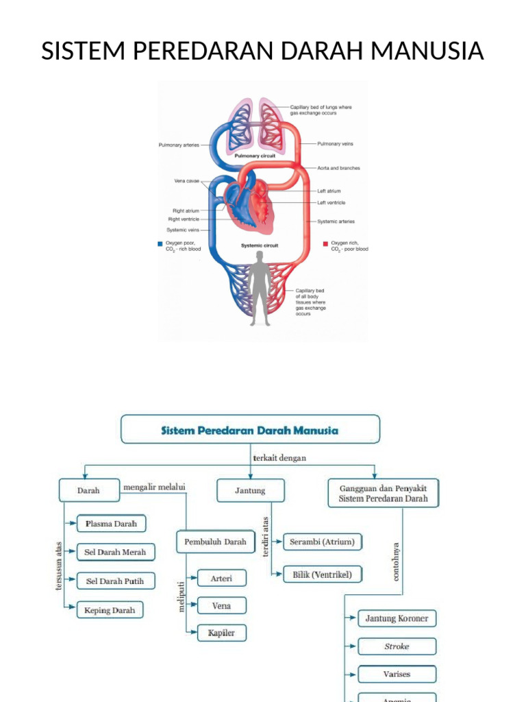 Sistem Peredaran Darah Manusia SMP Kelas 8 | PDF