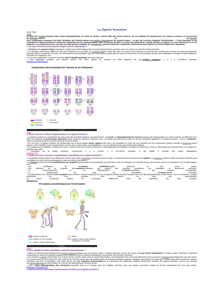 La Lignée Humaine | PDF