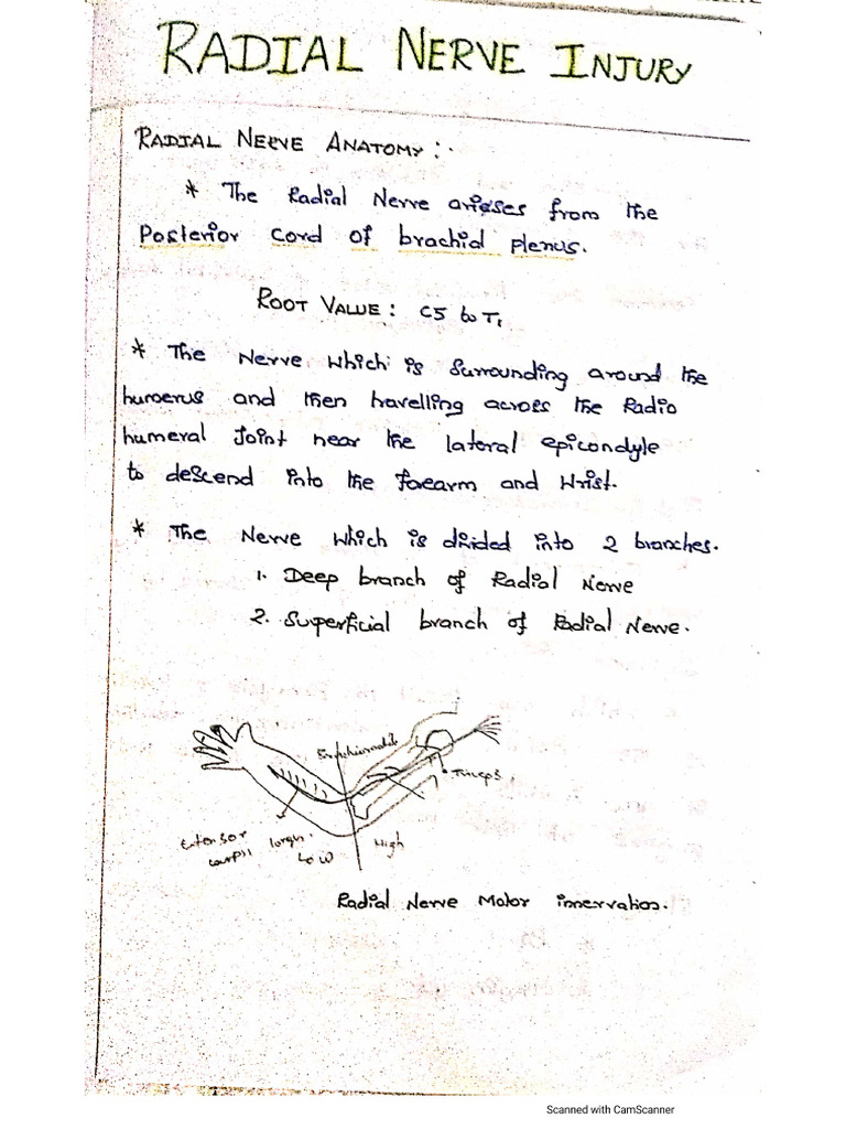 Ram Neuro Assignment | PDF