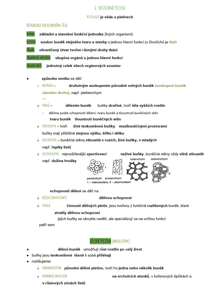 6 Rostlinná Pletiva | PDF
