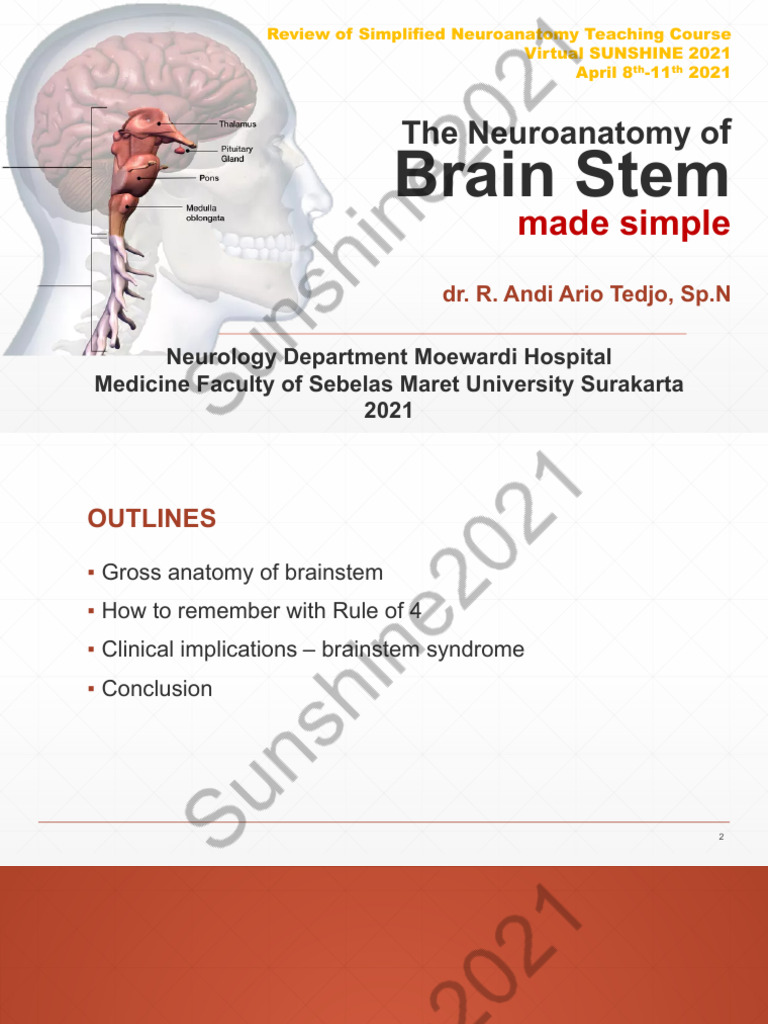 Brainstem | PDF