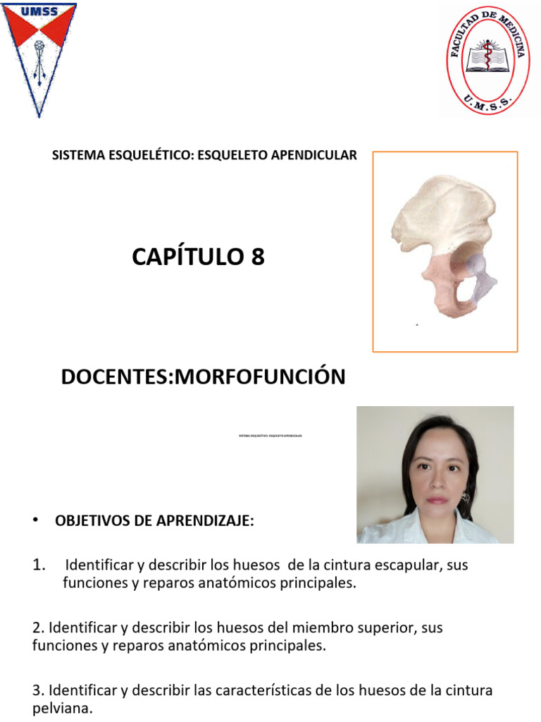 Capitulo 8. Esqueleto apendicular | PDF