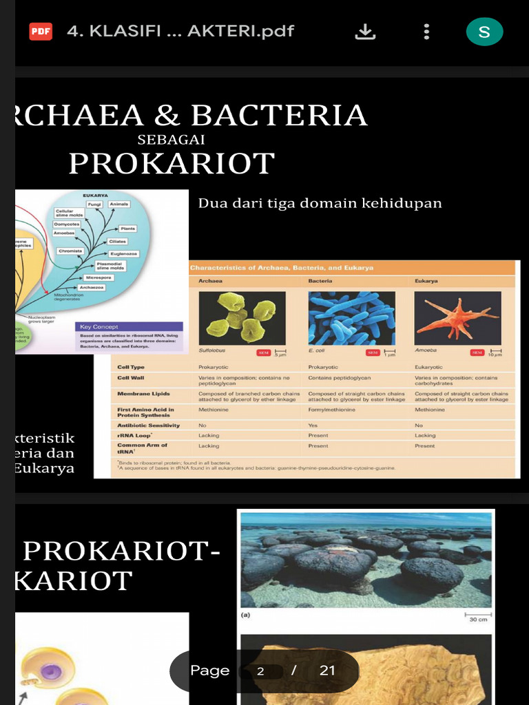 KLASIFIKASI ARKIA & BAKTERI - PDF - Google Drive | PDF