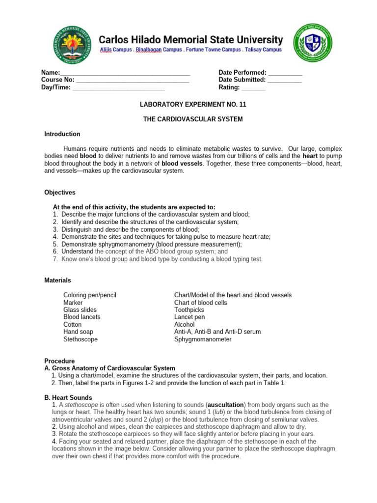 Lab Activity 11 Cardiovascular System | PDF