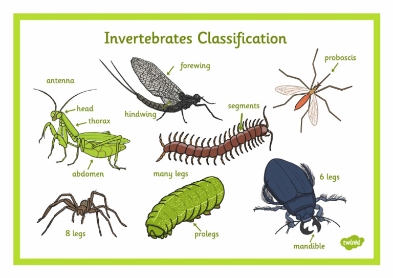 Invertebrate Classification Word Mat | PDF