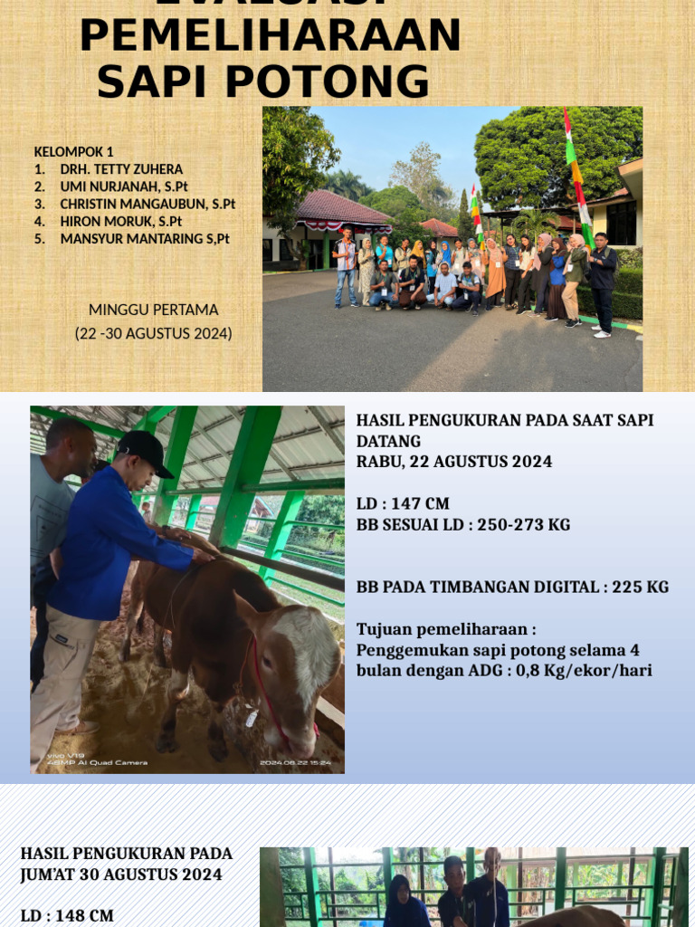 Evaluasi Pemeliharaan Sapi Potong | PDF