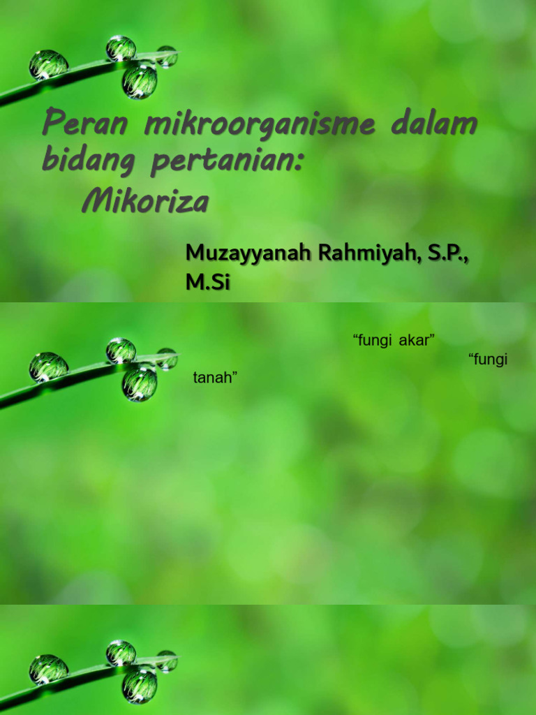 Kuliah Mikoriza | PDF