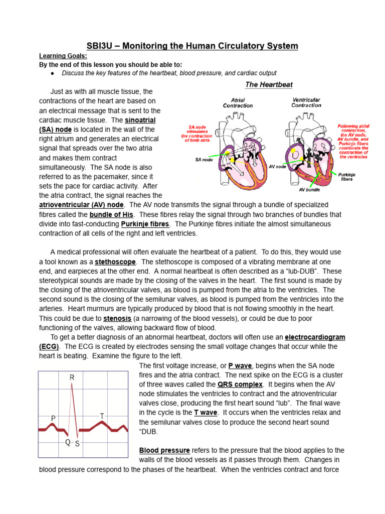 Animals 9 - Monitoring Circ System | PDF | Heart | Ventricle (Heart)