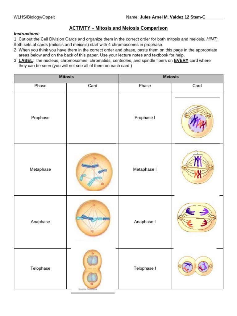 Answer Mitosis and Meiosis Cards | PDF