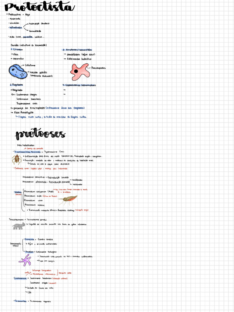 Reino Protoctista | PDF