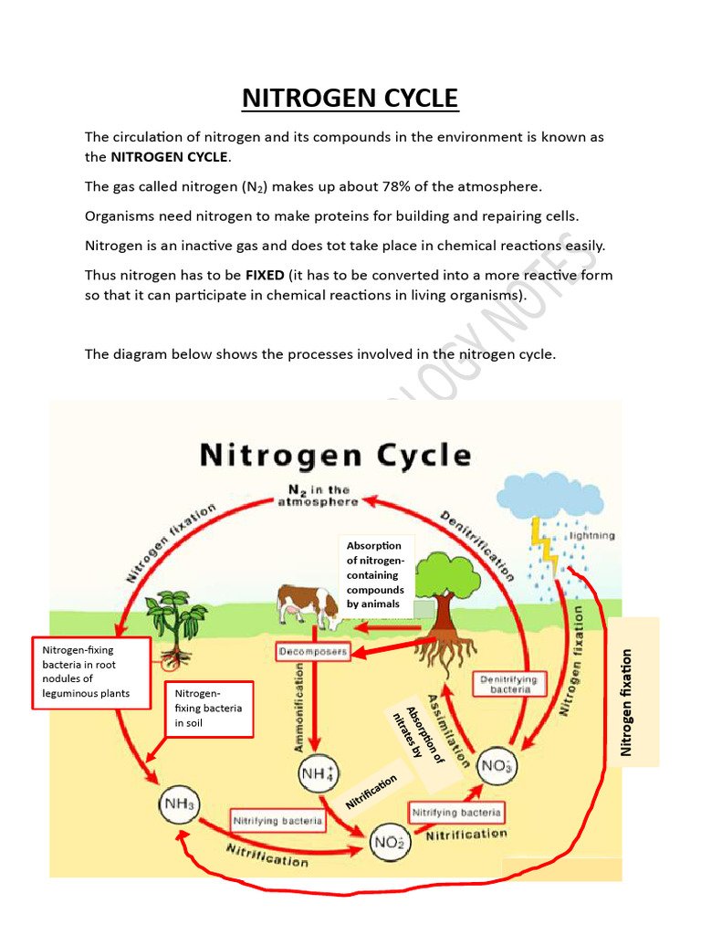 Nitrogen Cycle Notes | PDF