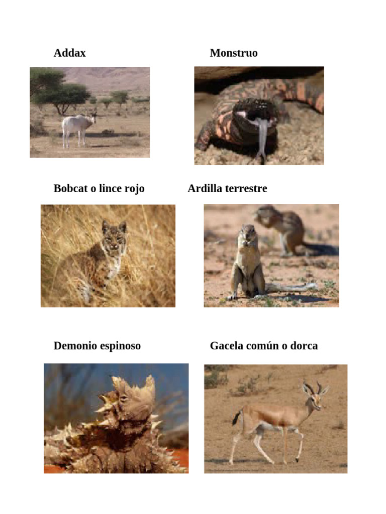 Animales Del Desierto Pdf
