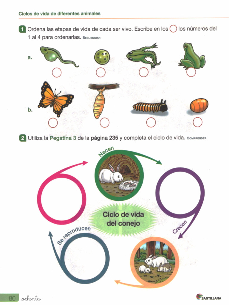 Ciclo de La Vida | PDF