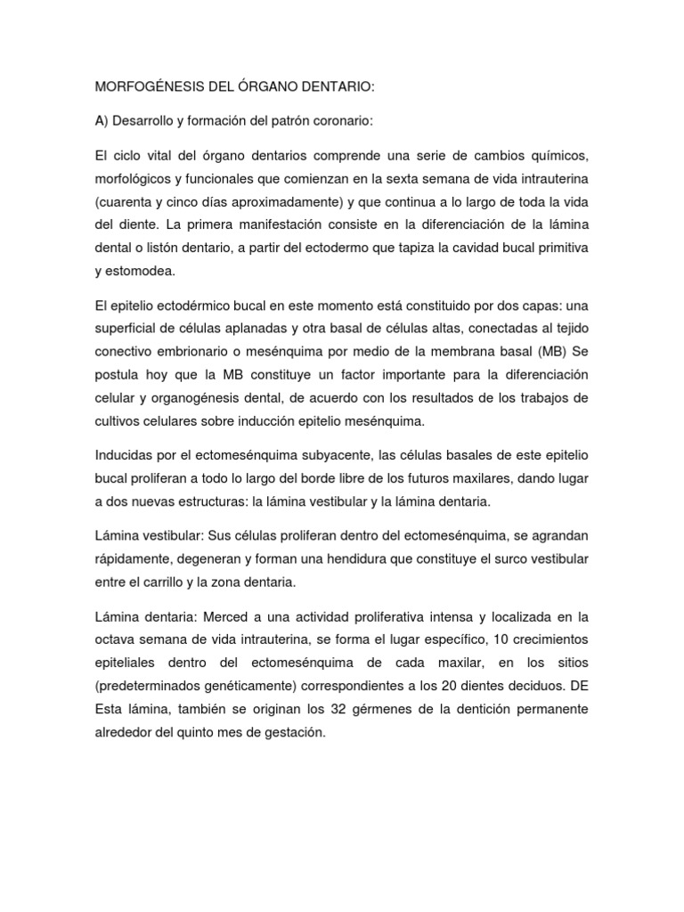 Morfogénesis del Órgano Dentario | PDF | Diente humano | Epitelio