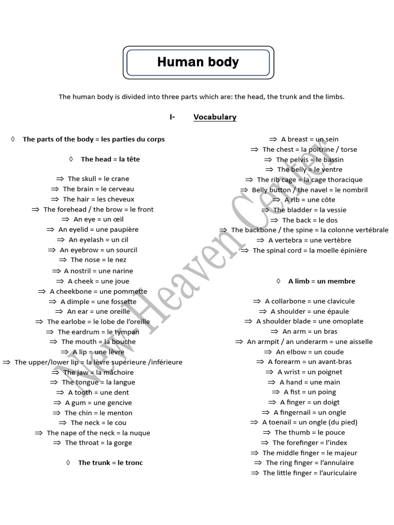 Human Body 2 | PDF