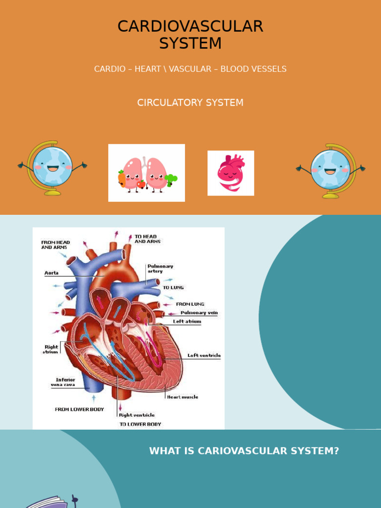 Cardiovascular System | PDF | Heart Valve | Heart