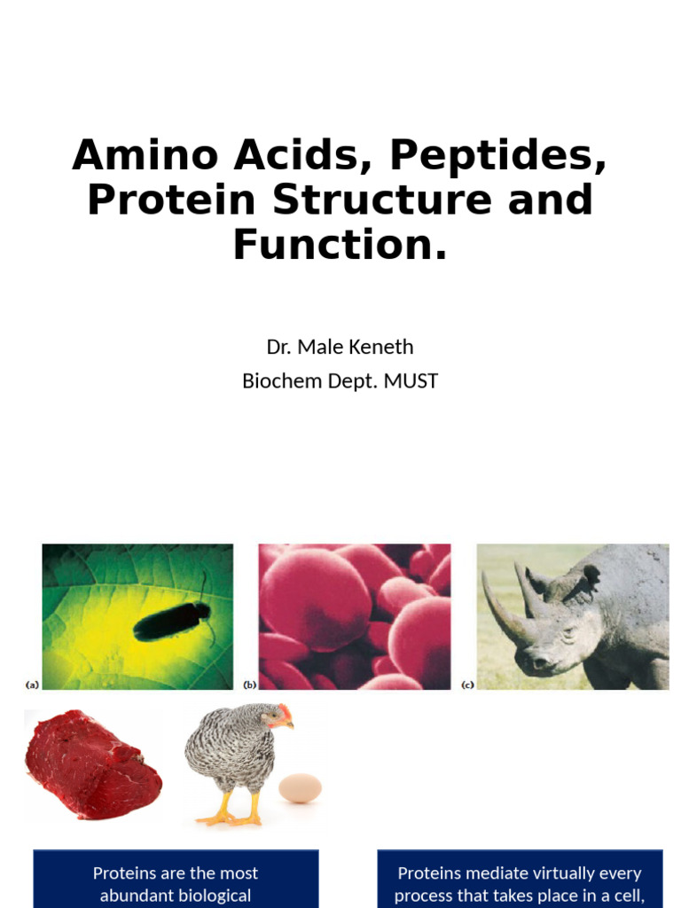 Lec 1. Amino Acids, Peptides, Protein Structure and Function | PDF
