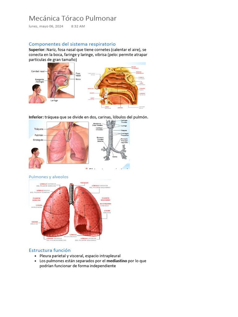 Mecánica Tóraco Pulmonar | PDF