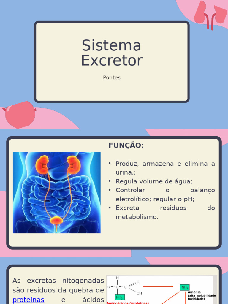 Sistema Excretor | PDF