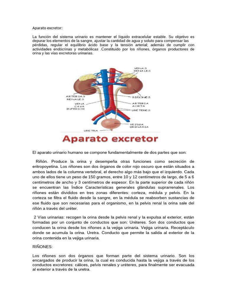Aparato Excretor | PDF
