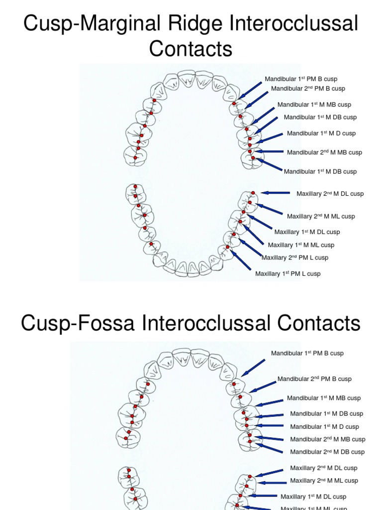 Cusp-Fossa Interocclussal Contacts | PDF