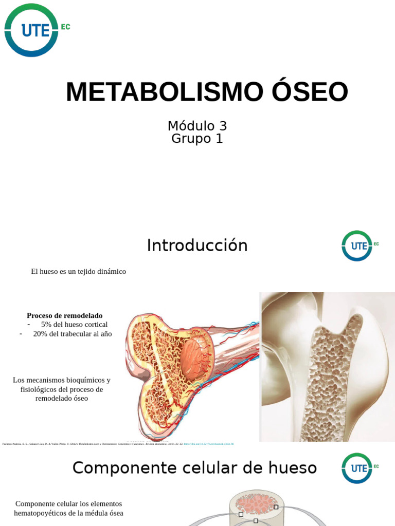 Metabolismo Oseo | PDF