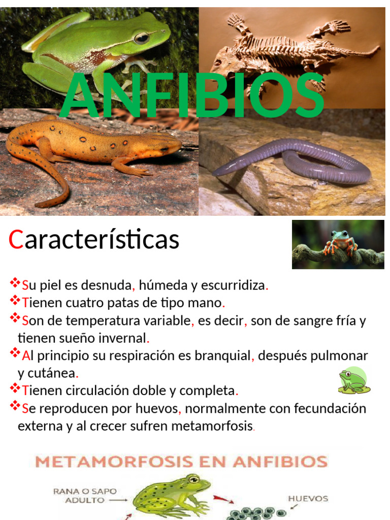 ANFIBIOS | PDF