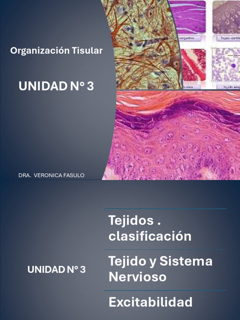 Clase 9 Unidad 3 Org Tisular | PDF | Epitelio | Hogar, jardinería y ...