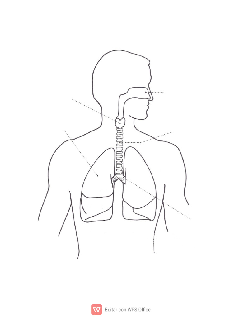 Sistema Respiratorio | PDF Sistema Respiratorio | PDF