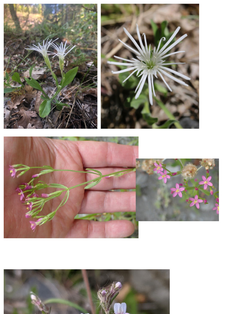 Bot 480 all taxa live | PDF