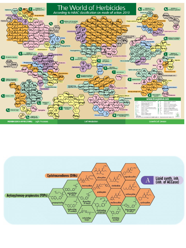 Hrac Poster2010 | PDF