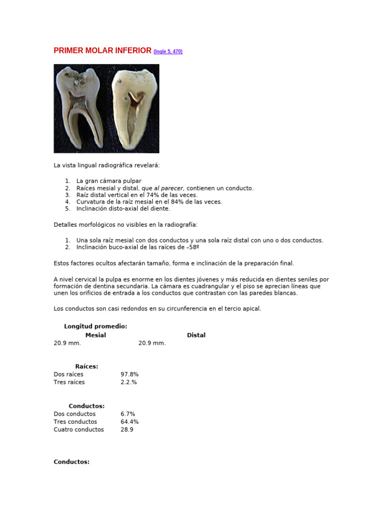 Primer Molar Inferior | PDF