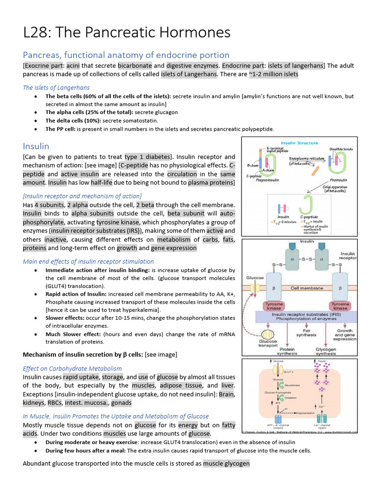 L28 The Pancreatic Hormones | PDF