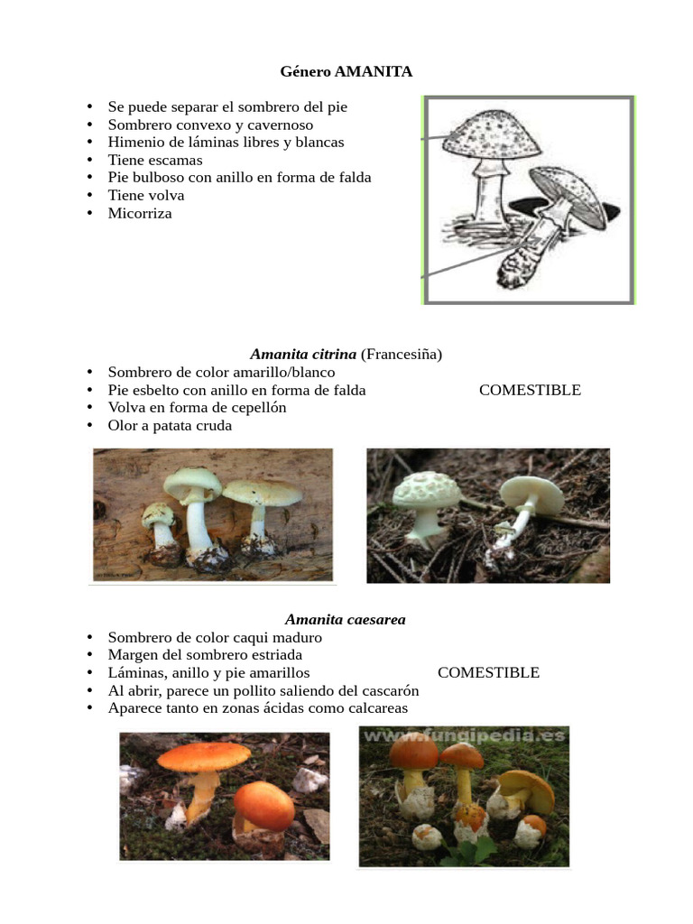 Visu Cogomelos | PDF